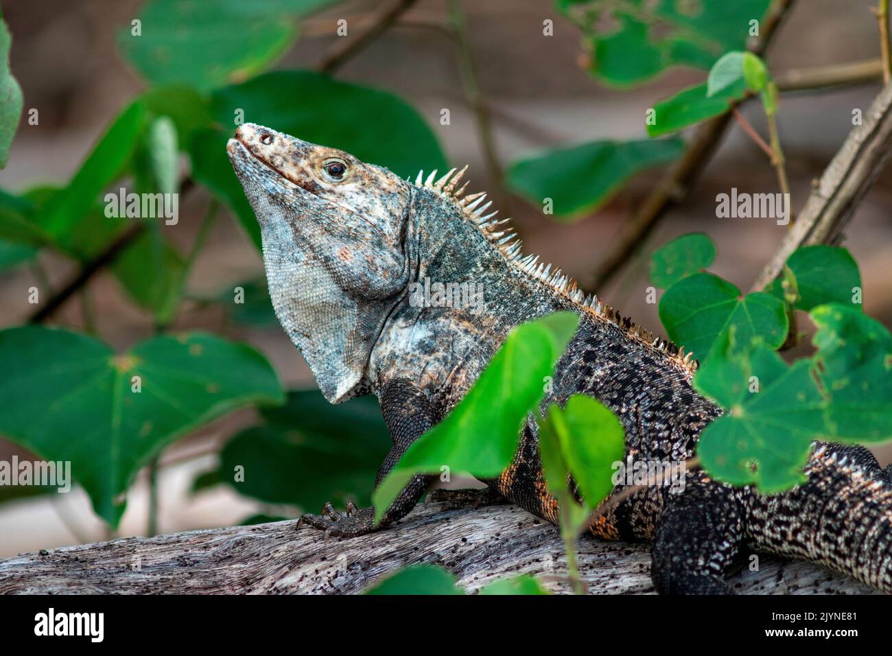 Black spiny-tailed iguana (Ctenosaura similis) male in situ, Carate ...
