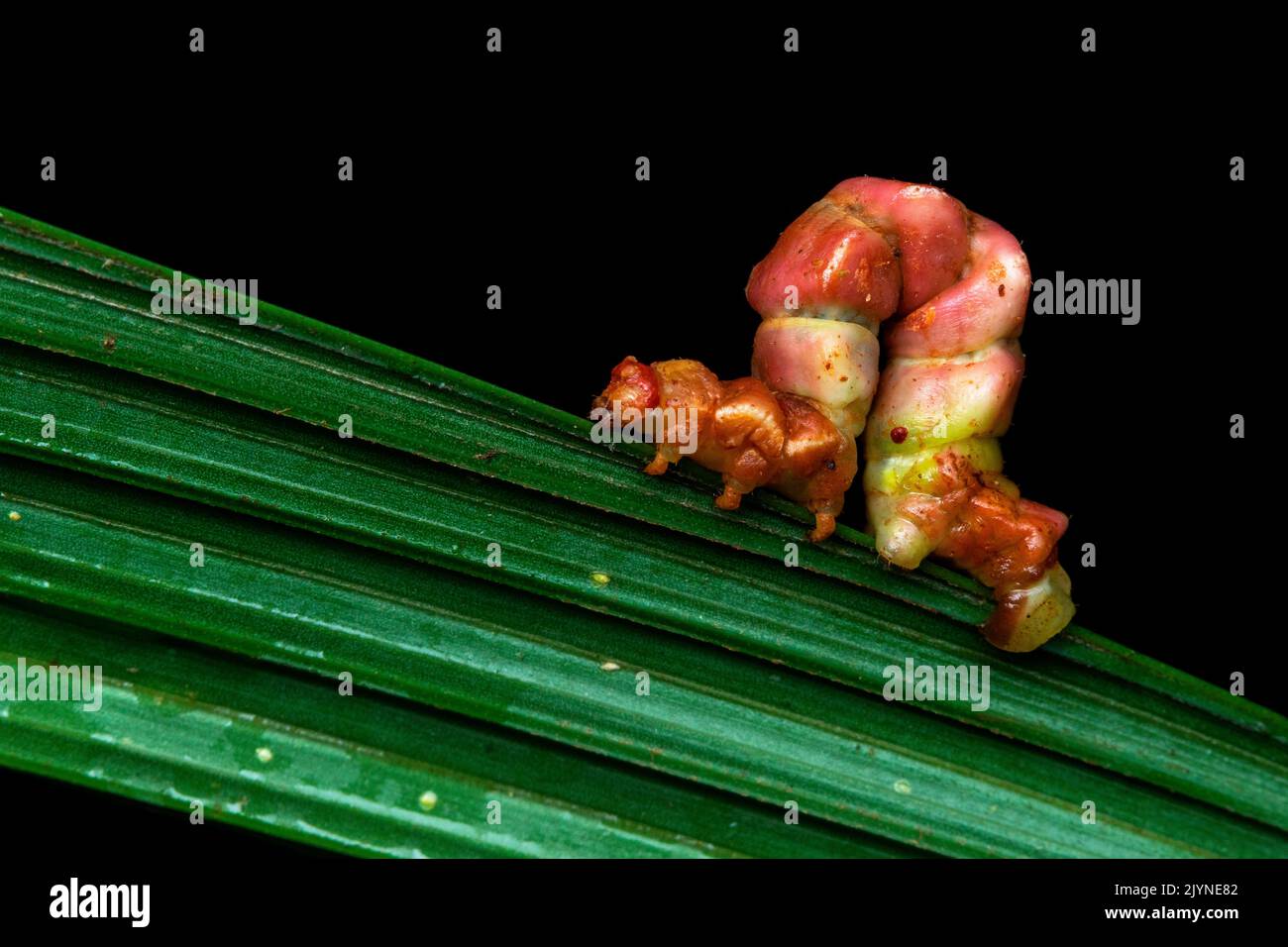 Chenille (Lepidoptera sp), Rancho Quemado, Osa, Costa Rica Stock Photo ...