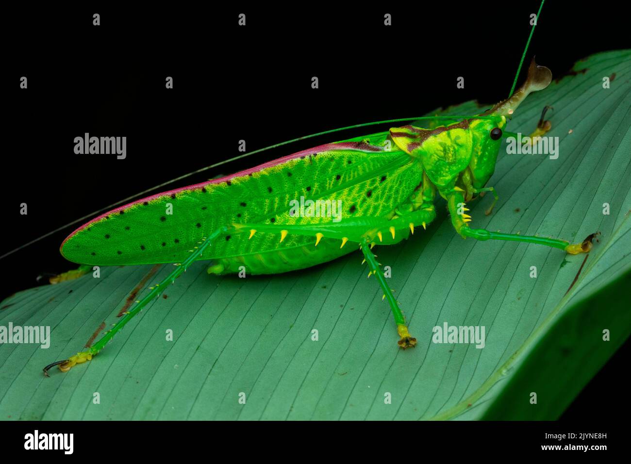 Conehead Katydid (Copiphora cochleata), on a leaf, Rancho Quemado, Osa ...