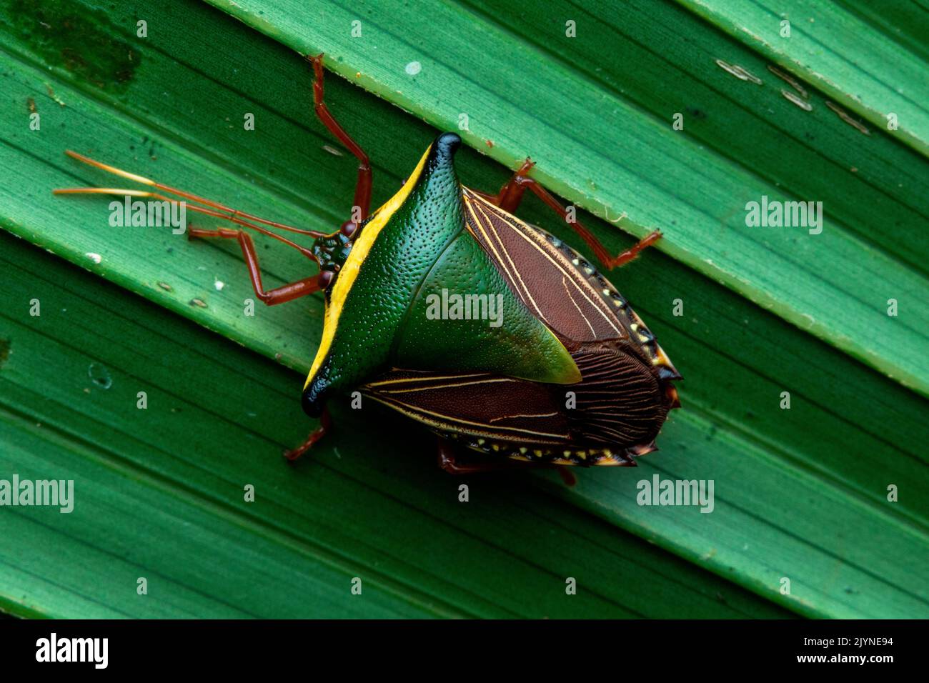 Shield bug (Edessa pictiventris) on a leaf, Carate, Osa, Costa Rica ...