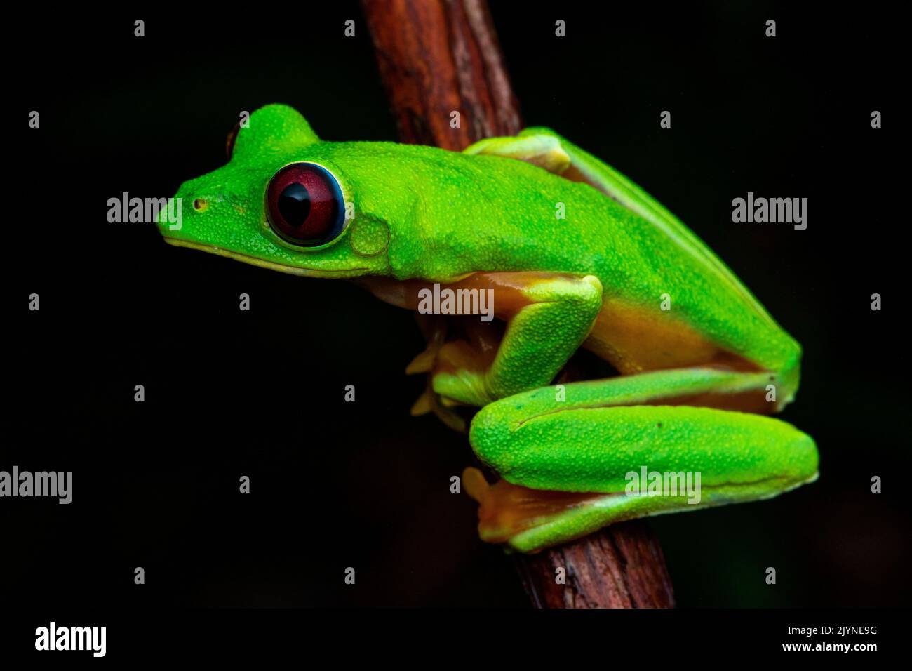 Gliding Leaf Frog (Agalychnis spurrelli) on a branch, Corcovado, Osa ...