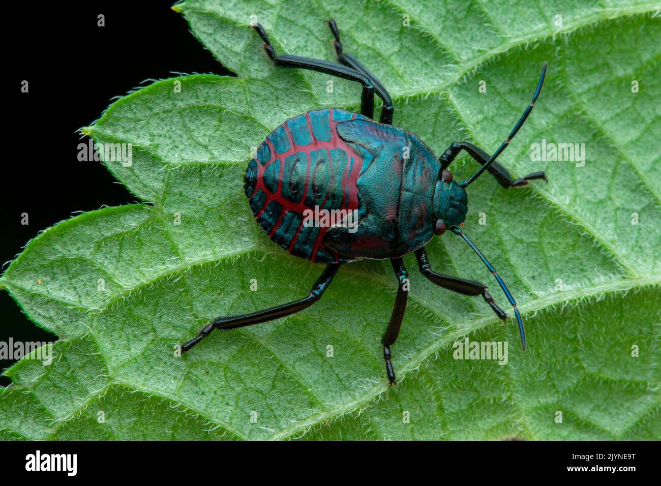 Pellaea pentatomidae hi-res stock photography and images - Alamy