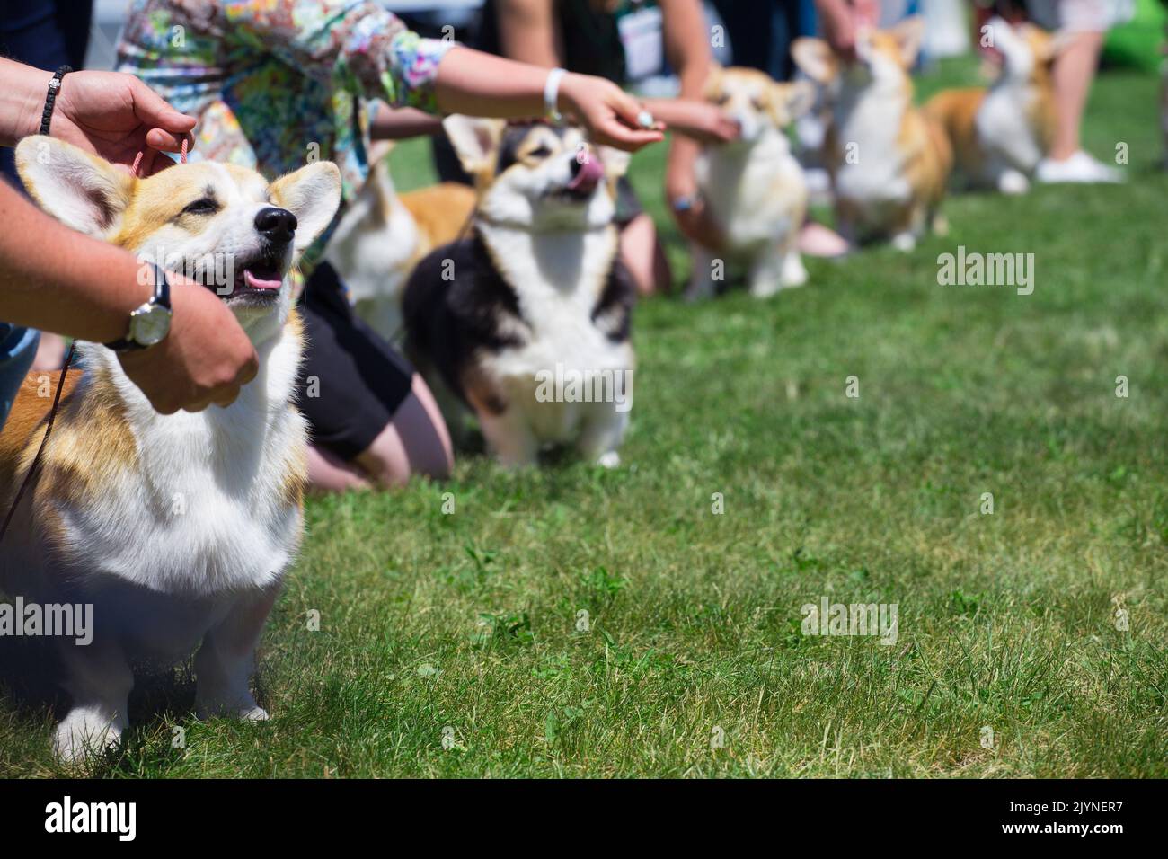 corgi dogs and handlers at the dog show Stock Photo - Alamy