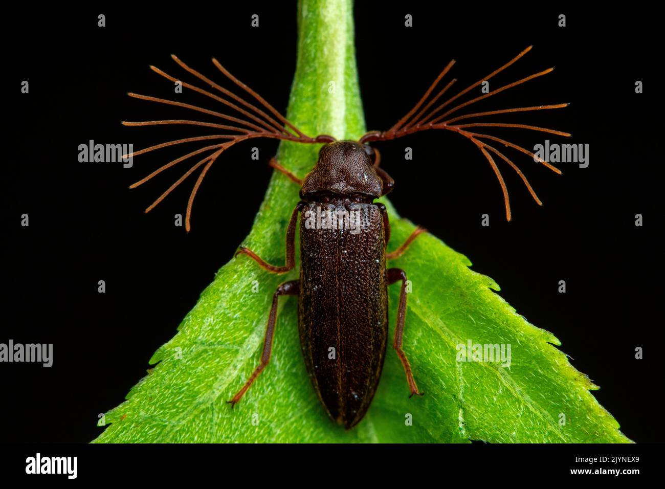 Cedar beetle (Callirhipidae sp) on a leaf, Corcovado, Osa, Costa Rica ...