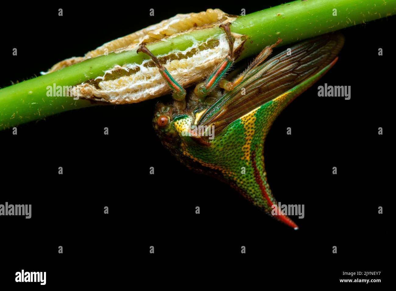 Crassicornis hi-res stock photography and images - Alamy