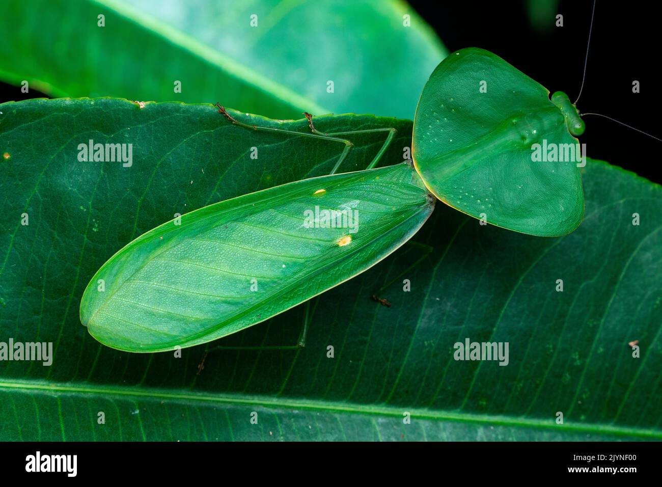 Hooded Mantis (Choeradodis rhombicollis) Manzanillo, Costa Rica Stock ...