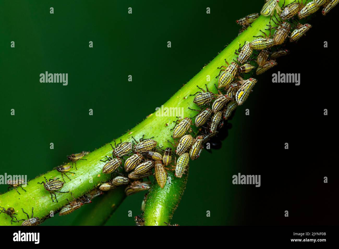 Leafhopper (Cicadellidae sp), nymphs, Manzanillo, Costa Rica Stock ...