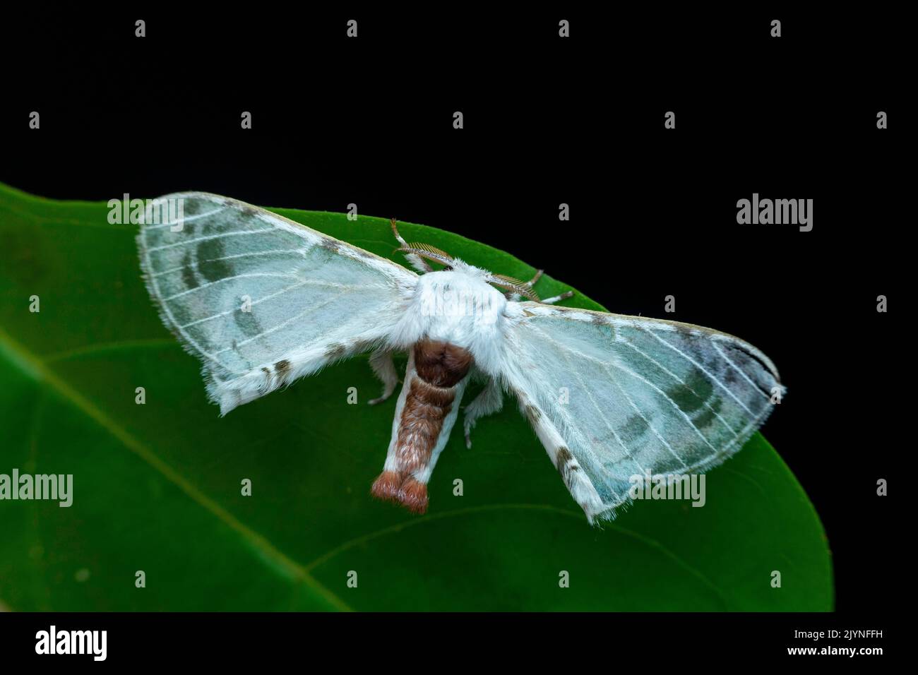 Moth (Colla coelestis) on a leaf, Manzanillo, Costa Rica Stock Photo ...