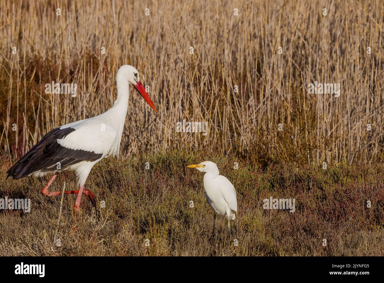 White Stork (Ciconia ciconia) and Cattle Egret (Bubulcus ibis) in a ...