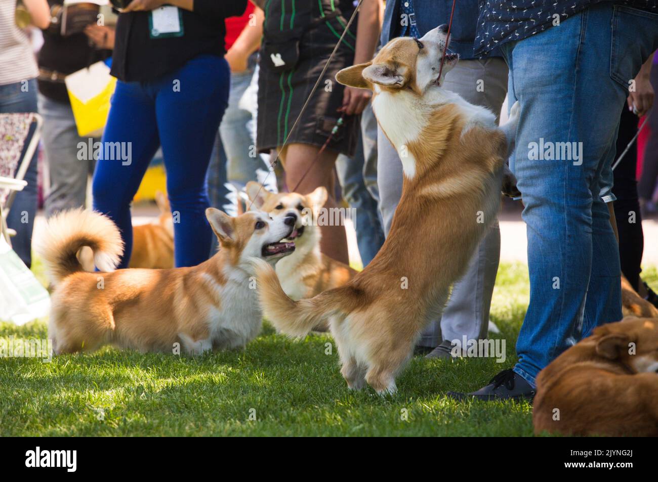 corgi dogs and handlers at the dog show Stock Photo - Alamy