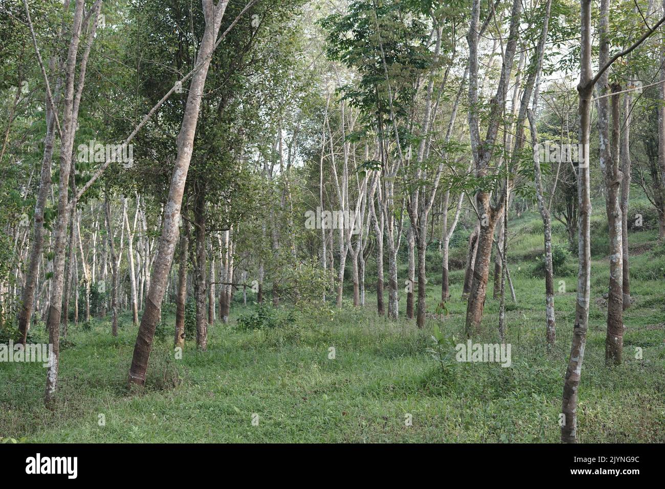 Scenery of a rubber plantation or Perkebunan karat in Semarang regency ...
