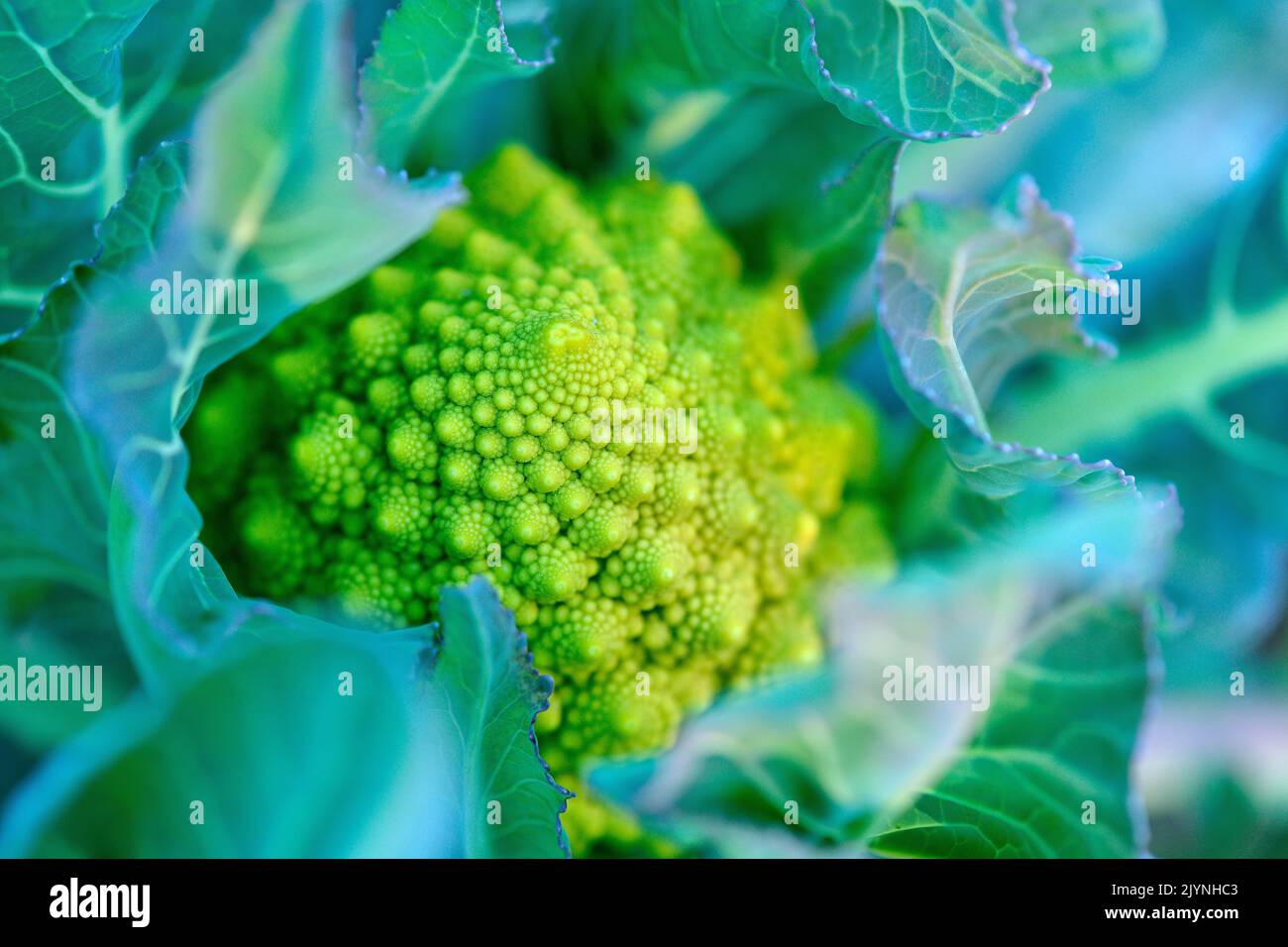 Romanesco cabbage (Brassica oleracea) 'Romanesco' in the vegetable ...