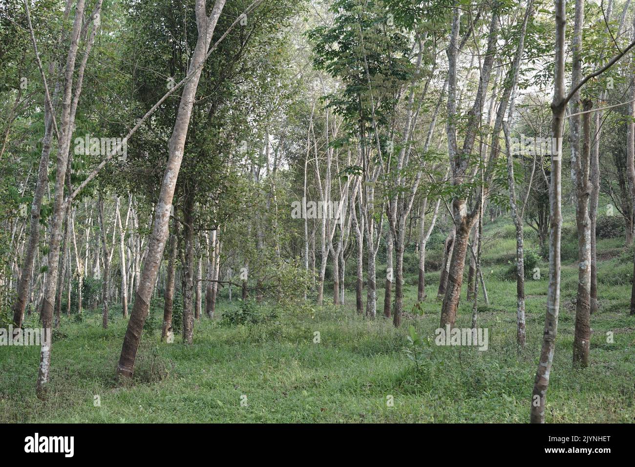 Scenery of a rubber plantation or Perkebunan karat in Semarang regency ...