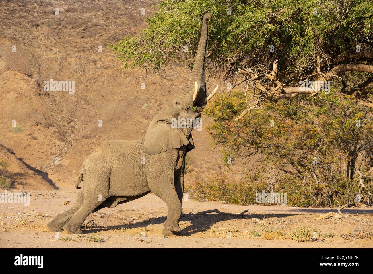 African Elephant (Loxodonta africana). So-called desert elephant. Bull ...