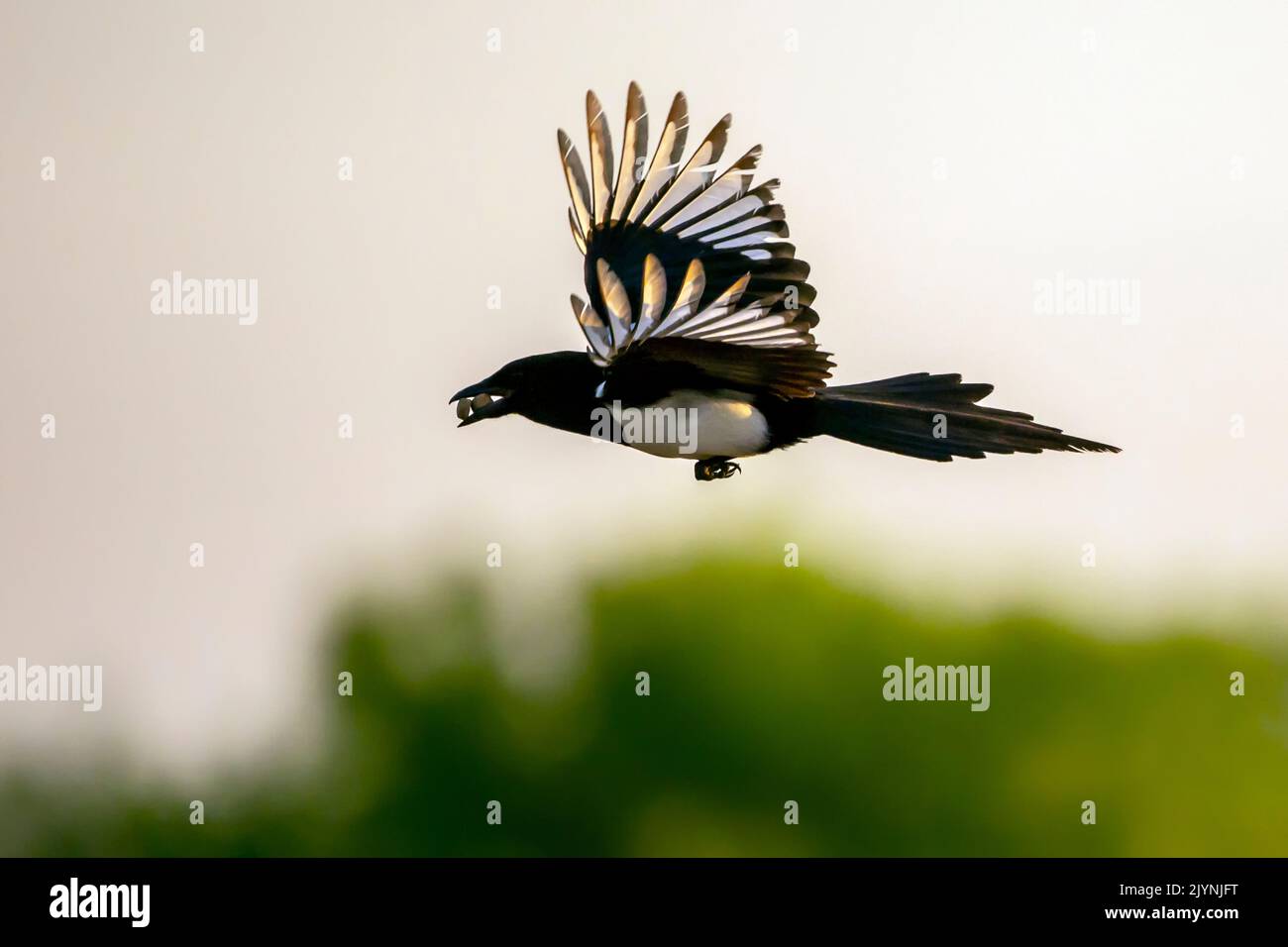 Black-billed Magpie (Pica pica) in flight with food in its beak in ...
