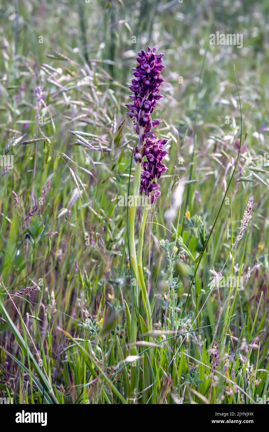 Bug Orchis (Anacamptis coriophora) flowers in spring, wet meadow ...