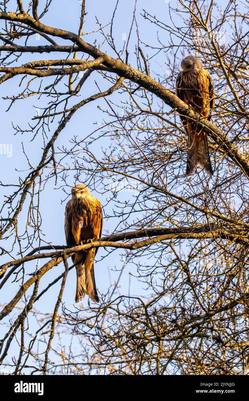 Red kite (Milvus milvus) 2 adults in a tree against a blue sky in ...