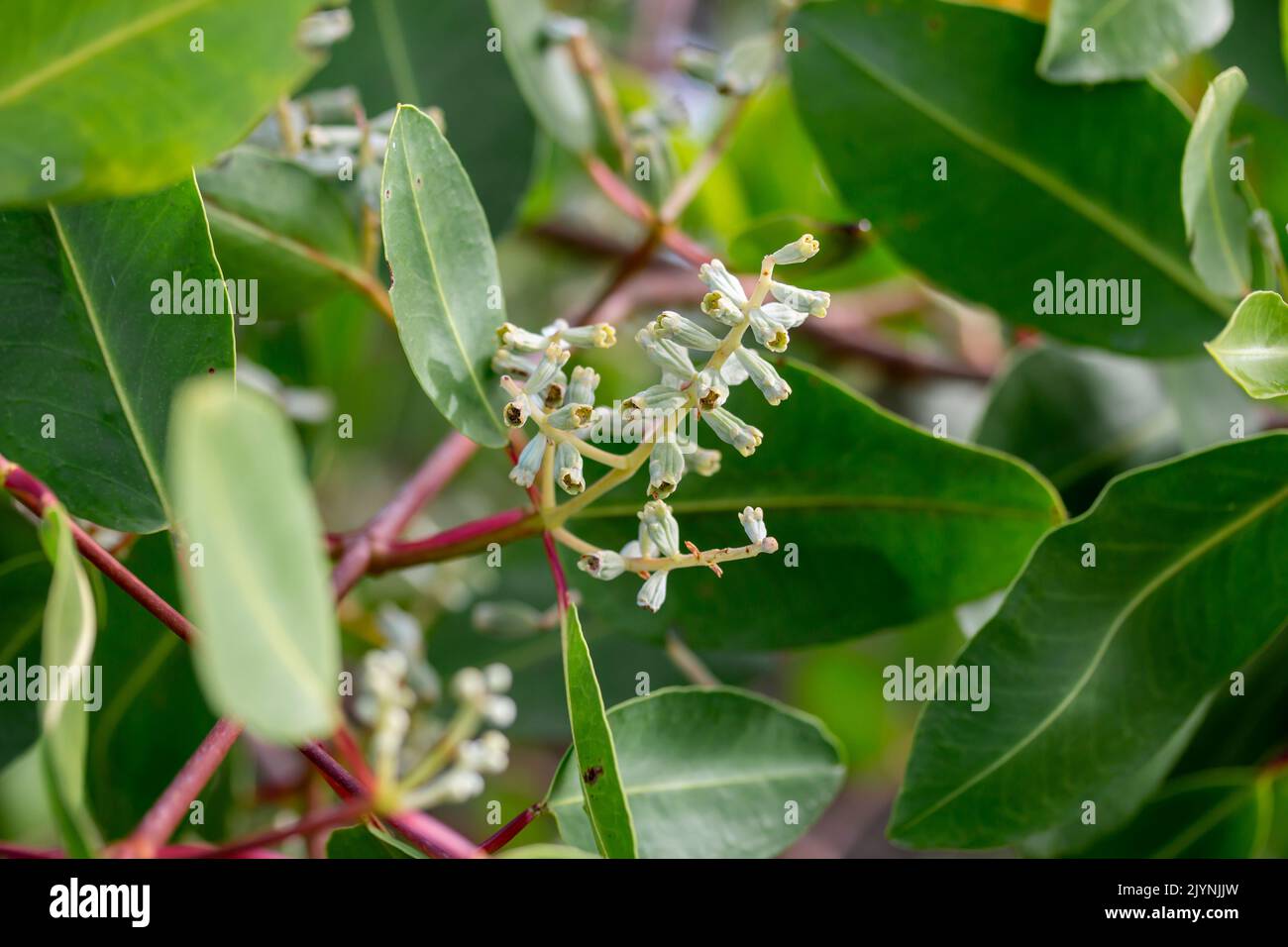Flowers of White mangrove (Laguncularia racemosa), Paraty, Rio de ...