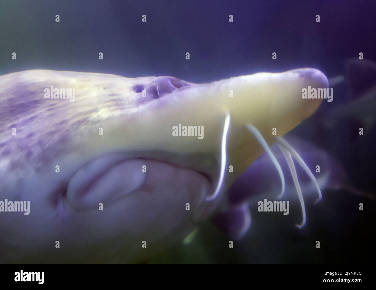 Huso huso hi-res stock photography and images - Alamy