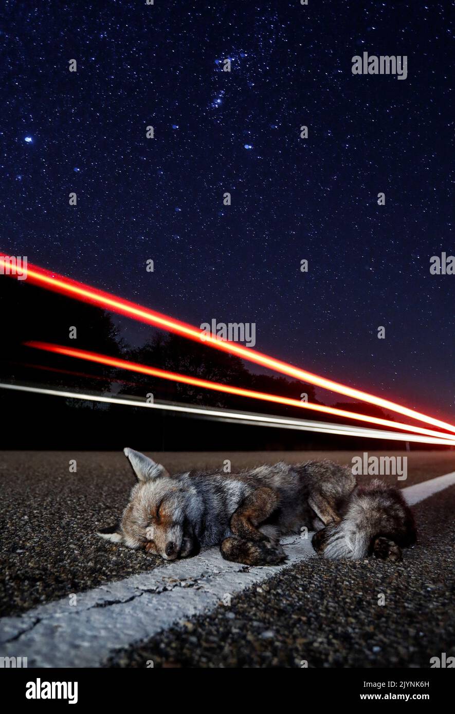 Red fox (Vulpes vulpes) kill at the edge of a road at night, Salamanca ...