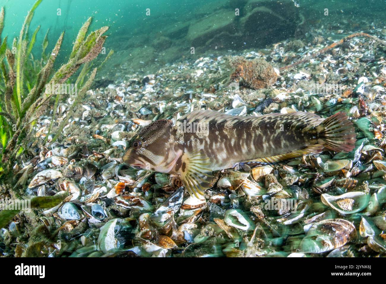 Freshwater blenny (Salaria fluviatilis) male on bottom, a species of ...
