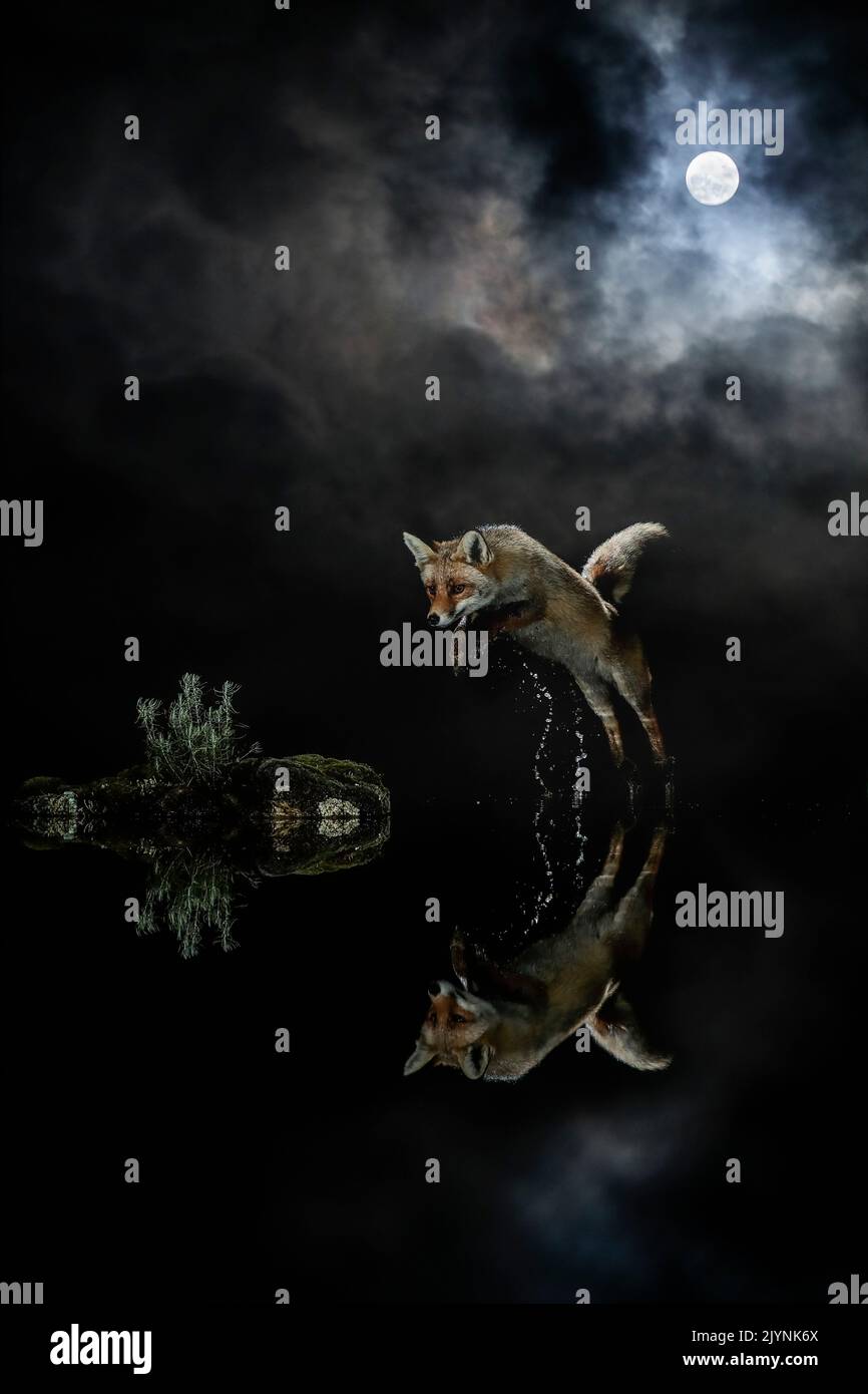 Red fox (Vulpes vulpes) jumping over water under the moon at night ...