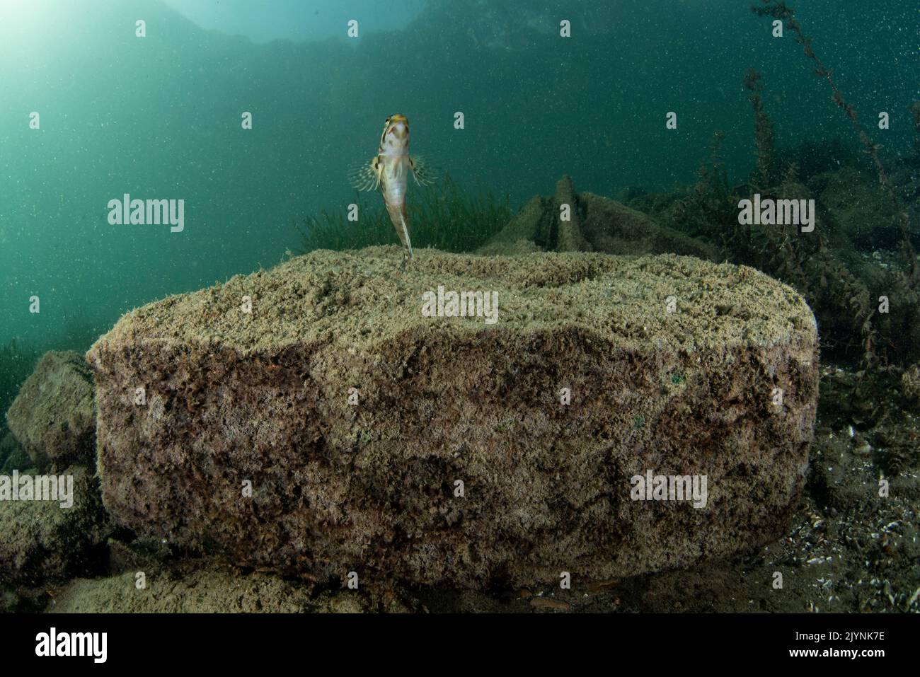 Freshwater blenny ((Salaria fluviatilis) male swimming, a species of ...