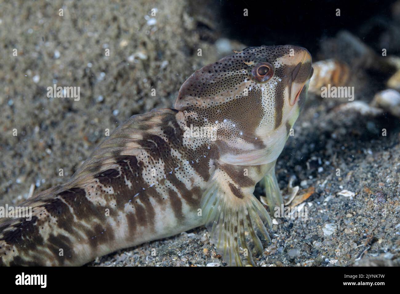 Freshwater blenny (Salaria fluviatilis) male on bottom, a species of ...