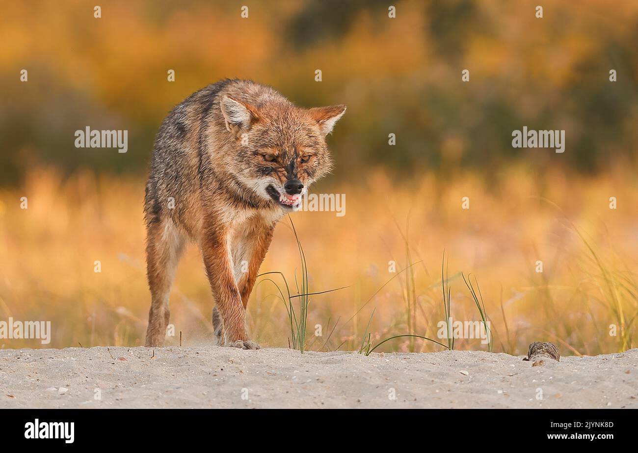 Golden jackal (Canis aureus) threatening , Danube Delta, Romania Stock Photo - Alamy
