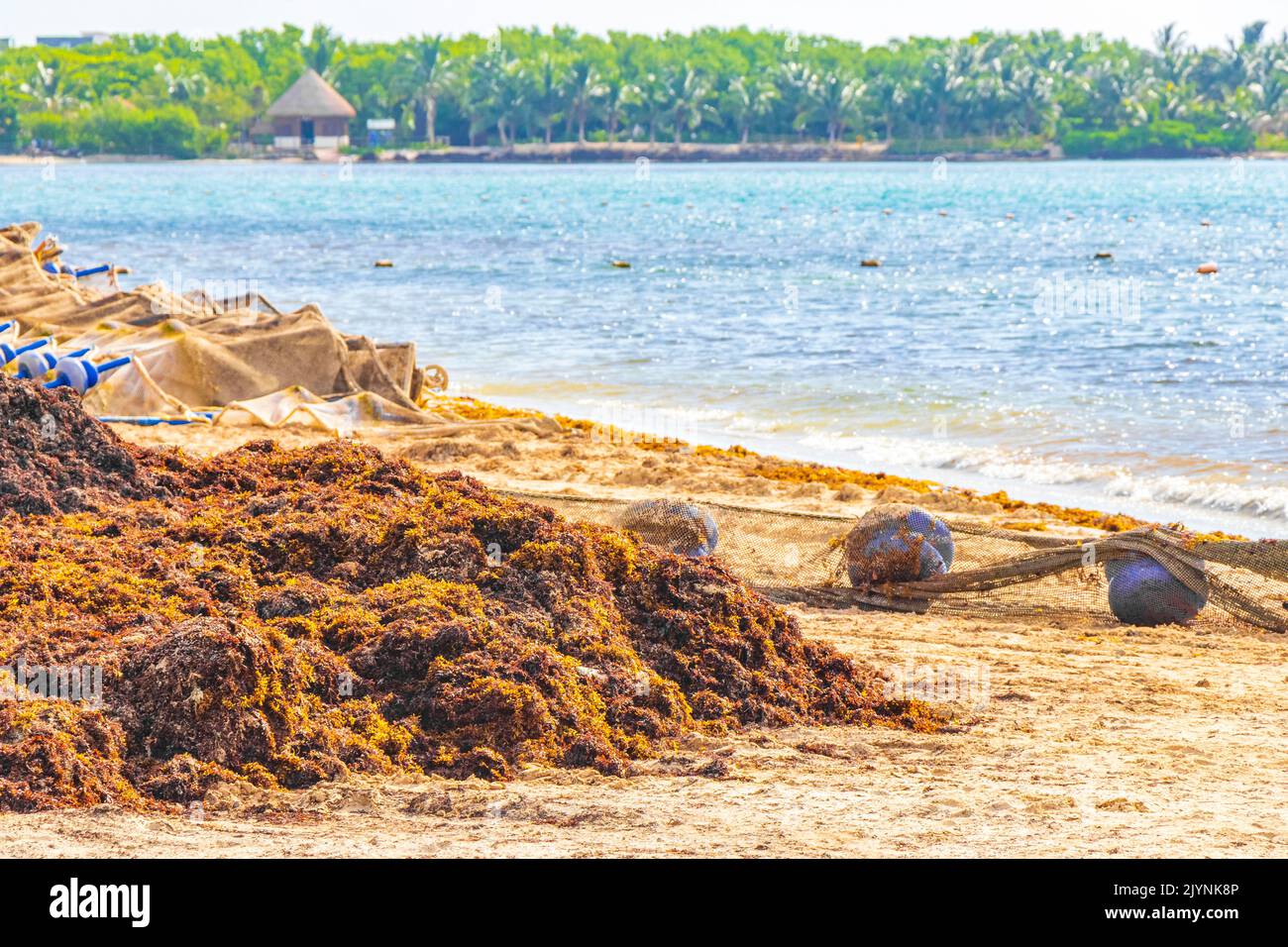 A lot of very disgusting red seaweed sargazo at tropical mexican beach ...