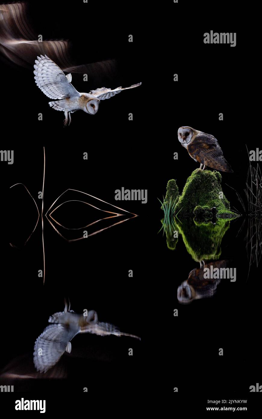 Barn owl (Tyto alba) on rock at night and its reflection, Salamanca ...