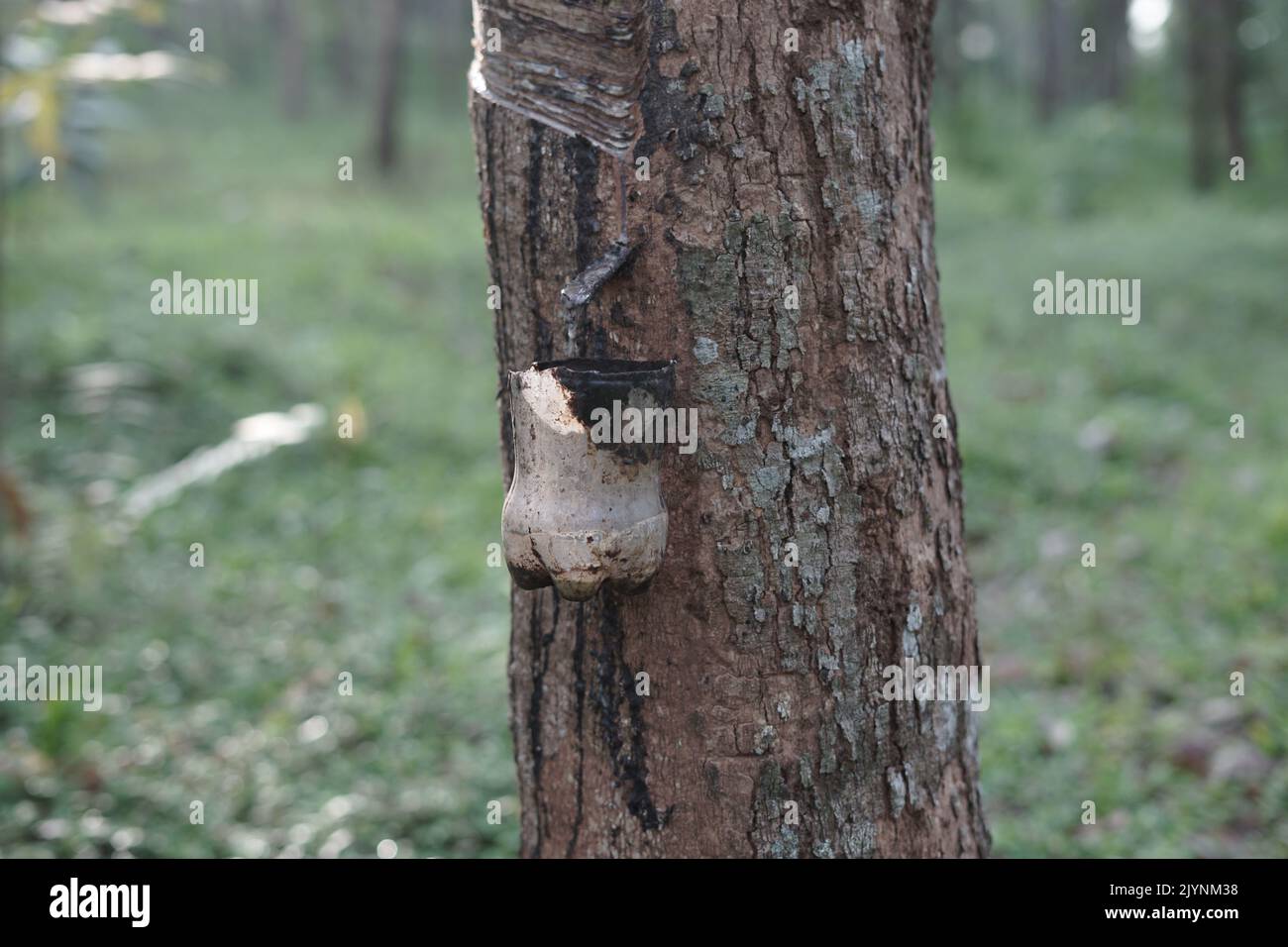 Selective focus of a bottle hang on rubber tree as a rubber sap tapping ...