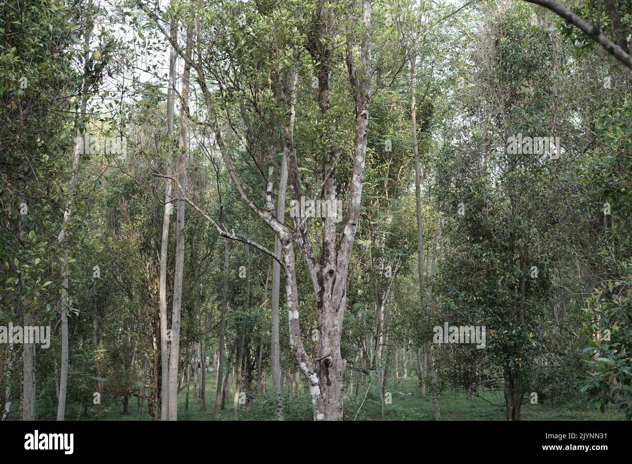 Scenery of clove cengkeh and rubber karate plantations in Semarang ...