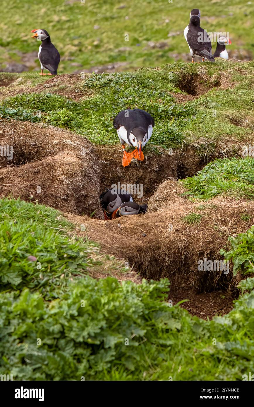 Puffin (Fratercula arctica) watching fellow puffins at the entrance to ...