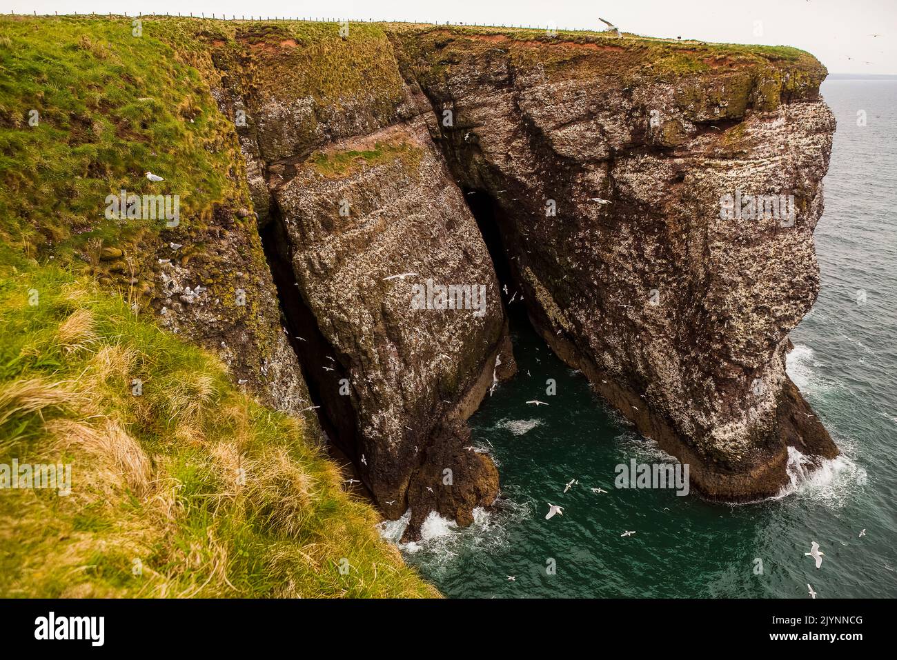 Fowlsheugh Cliff, a nature reserve with many pelagic birds, Catterline ...