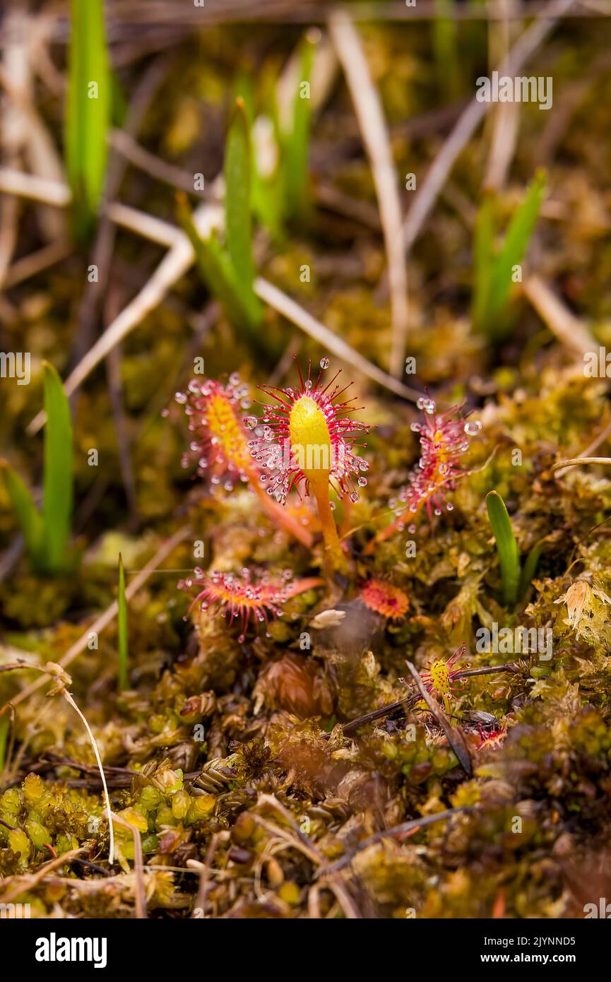 Roundleaf sundew (Drosera rotundifolia), Dunnet Head, Scotland Stock ...