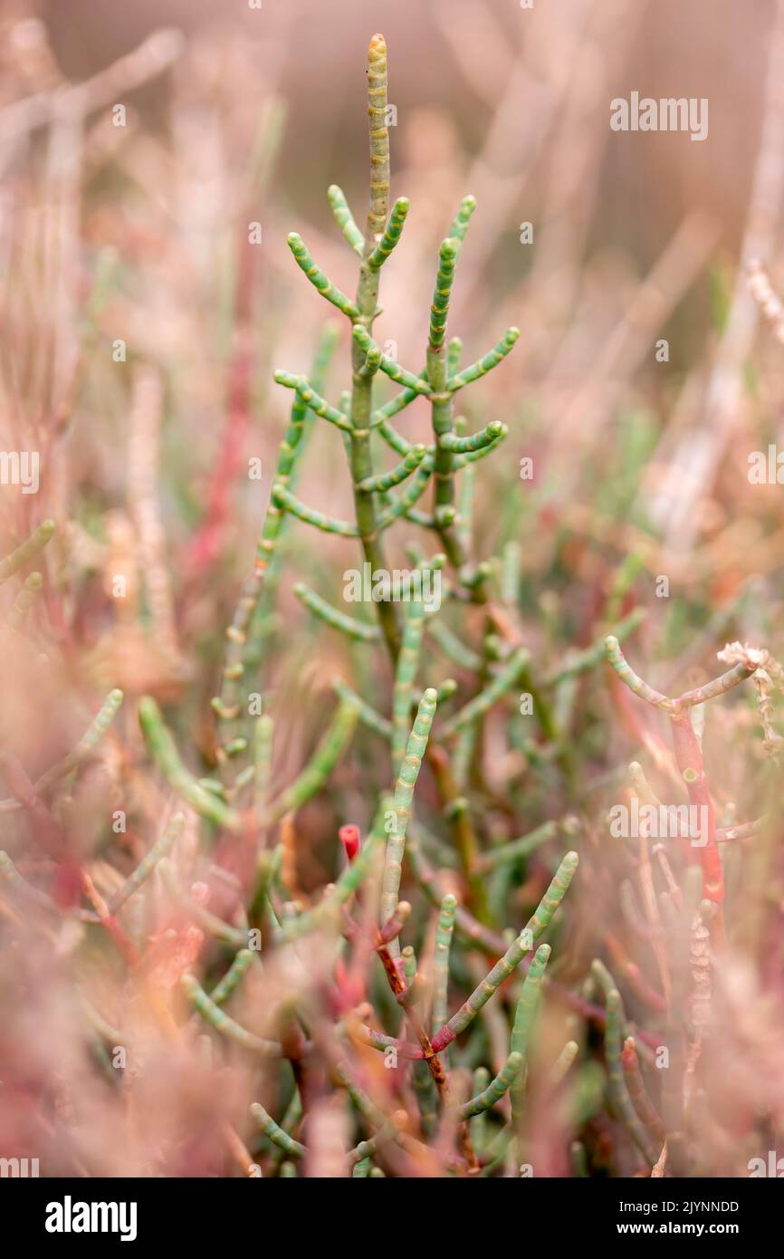 Shrubby swampfire (Sarcocornia fruticosa) in early spring, Gard, France ...