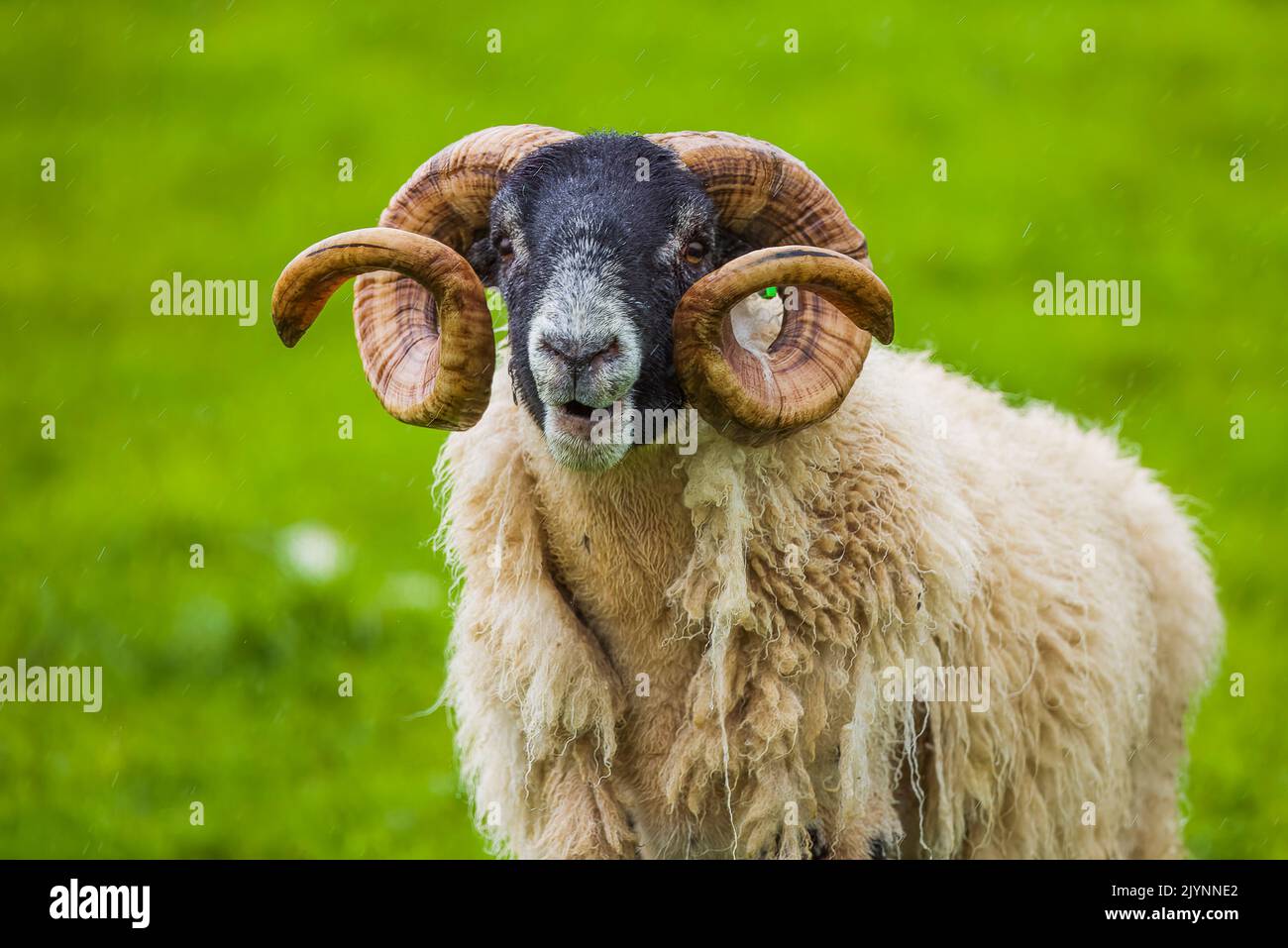 Portrait of Scottish Blackface sheep ram (Ovis aries), Scotland Stock ...