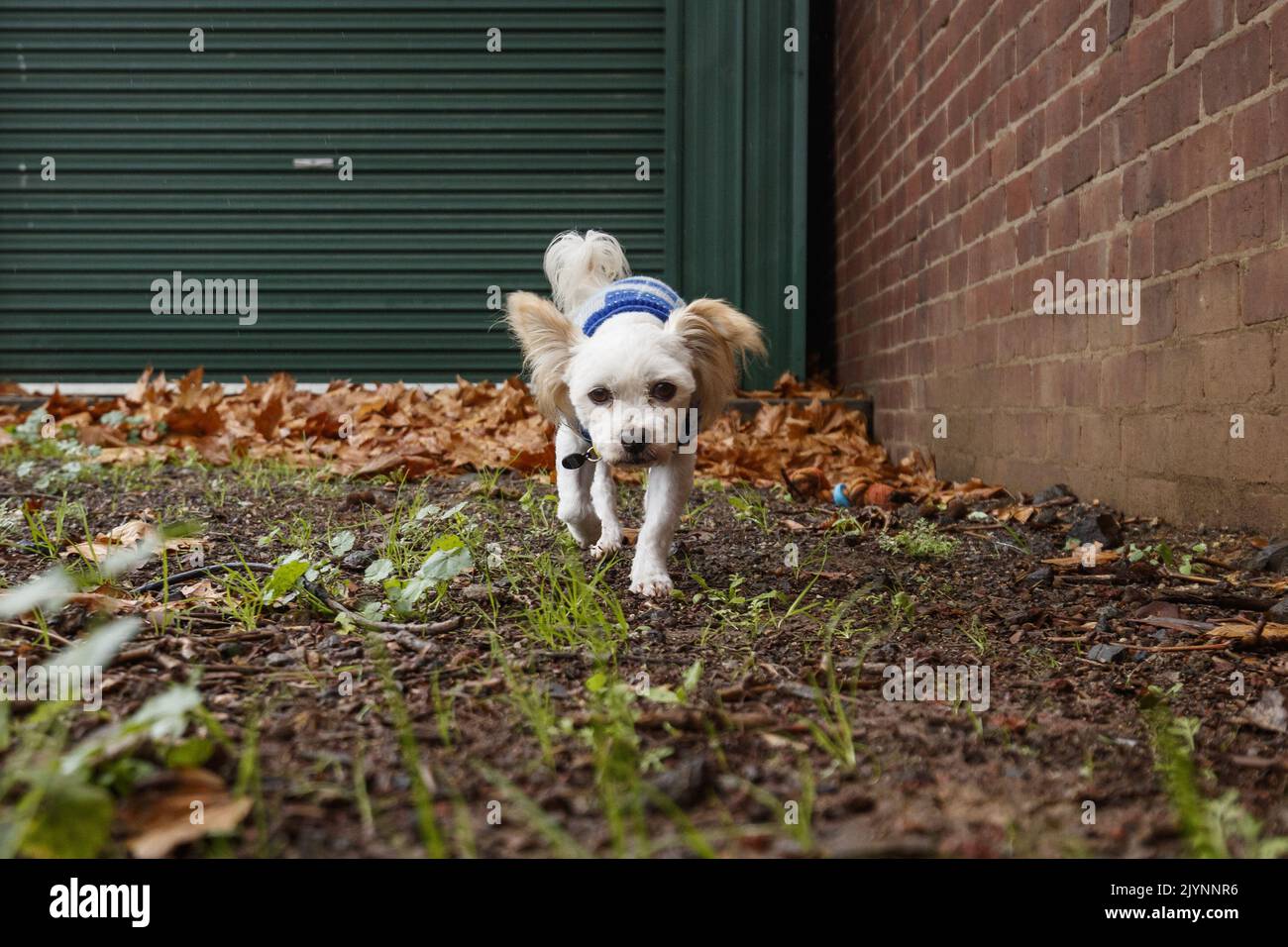 Maltese cross 'Buddy' is seen at the North Melbourne Lost Dogs Home ...