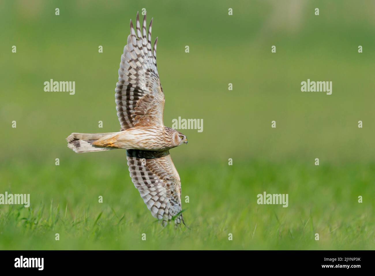 Hen Harrier (Circus cyaneus), juvenile male in flight showing ...