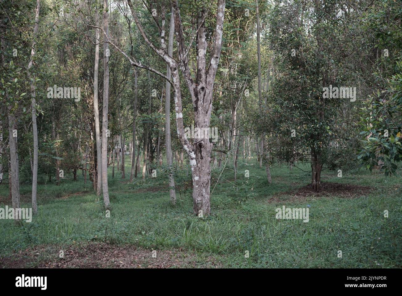 Scenery of clove cengkeh and rubber karate plantations in Semarang ...