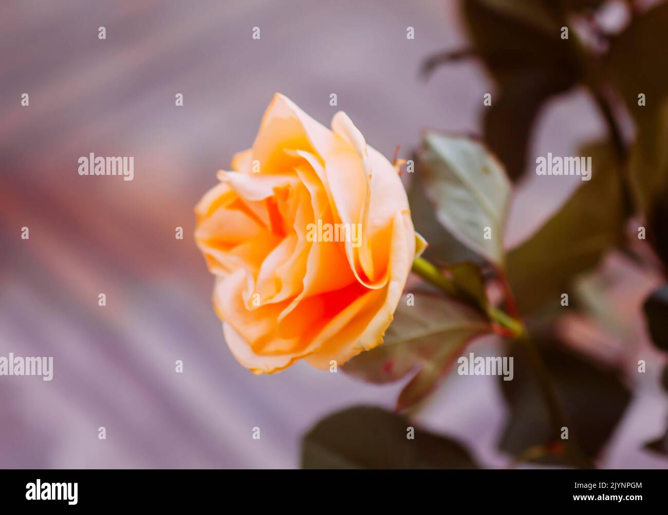 Orange rose flowers close up Stock Photo - Alamy