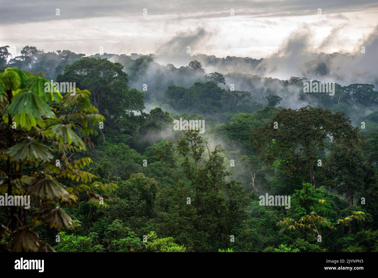 The ?Forêt de Abeilles?, equatorial forest of Gabon. The forest domain ...