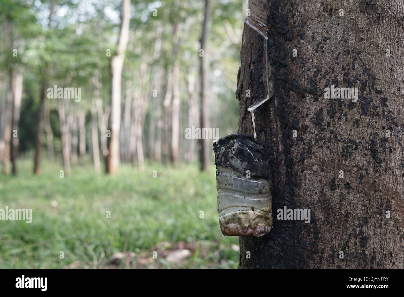 Selective focus of a bottle hang on rubber tree as a rubber sap tapping ...