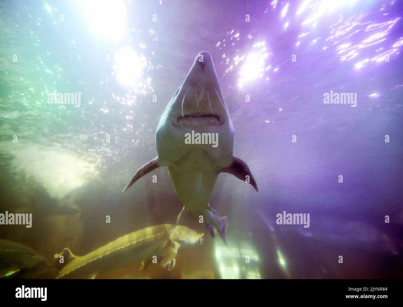 Huso dauricus hi-res stock photography and images - Alamy