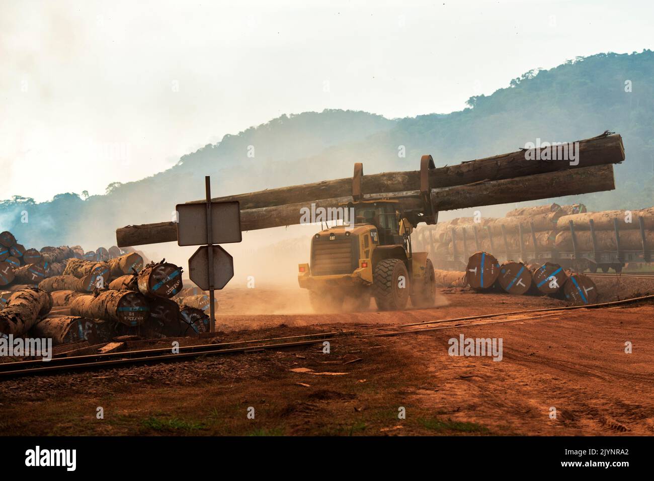 Exploitation of wood (Moabi, kevazingo, ebony,?). Storage and ...