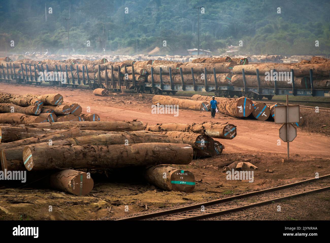 Exploitation of wood (Moabi, kevazingo, ebony,?). Storage and ...