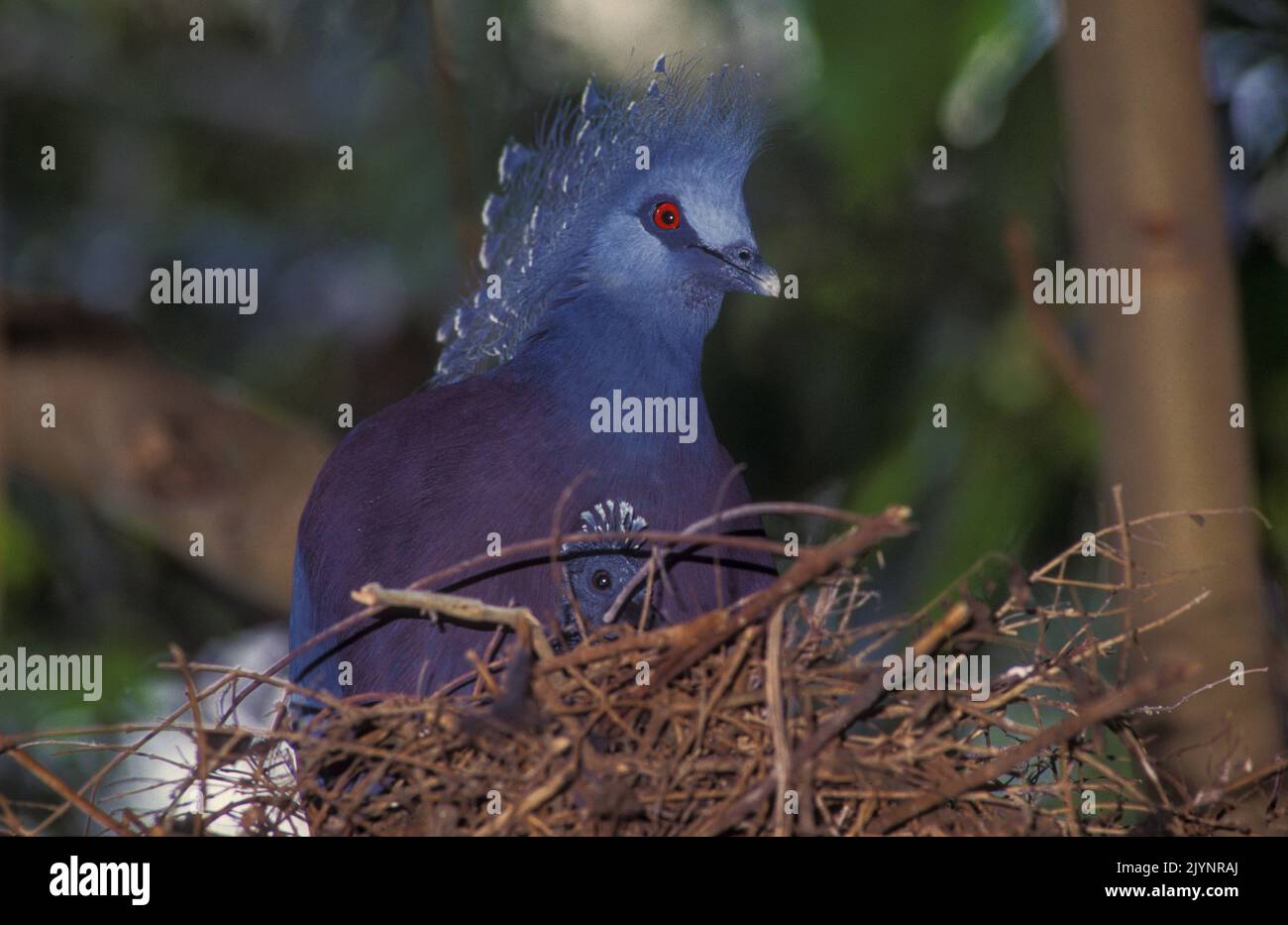 Victoria Crowned pigeon ( Goura victoria) on nest with young, Languru ...