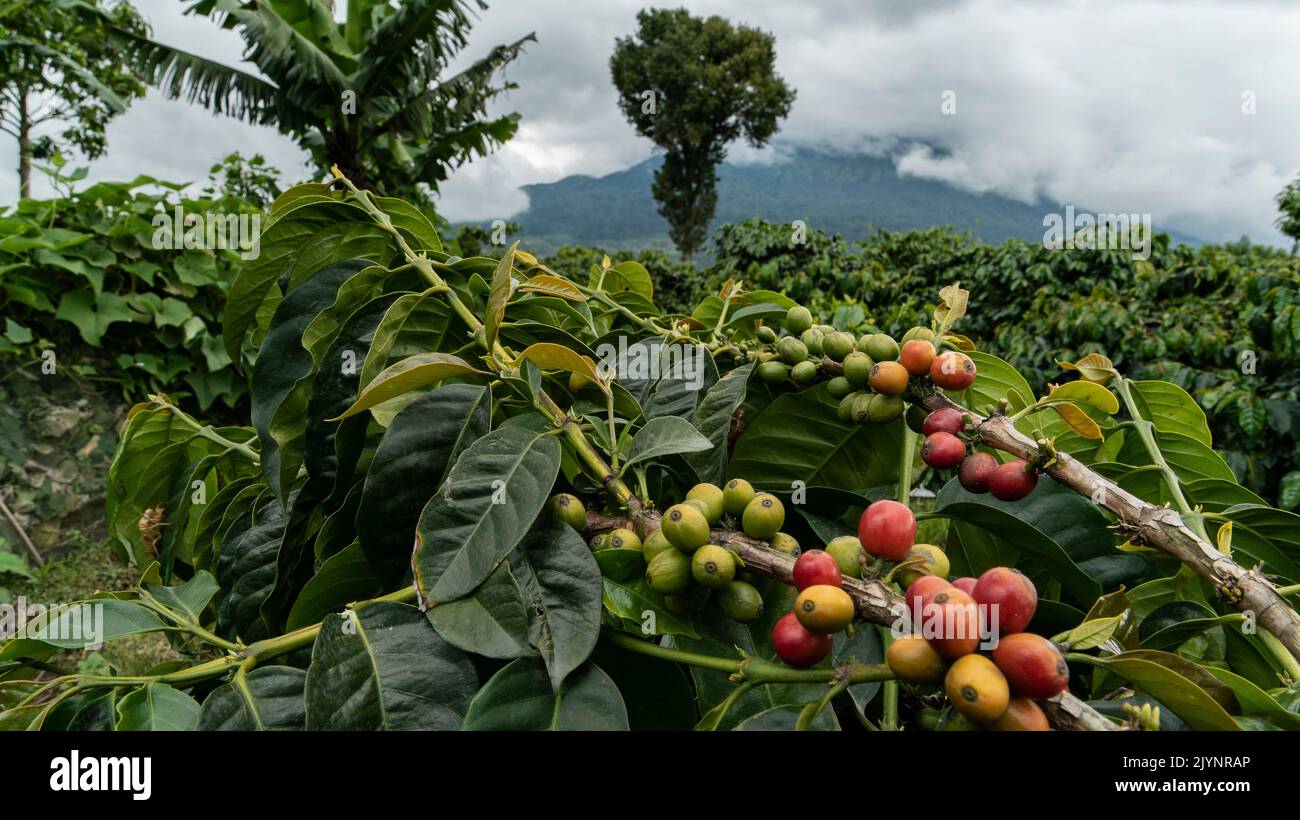 Coffee tree coffea sp hi-res stock photography and images - Alamy