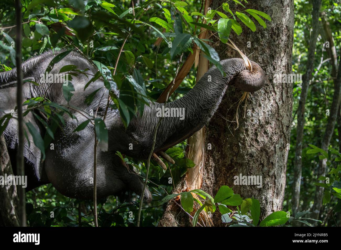 Sumatra elephants ( Elephas maximus sumatranus) tearing eating bark ...